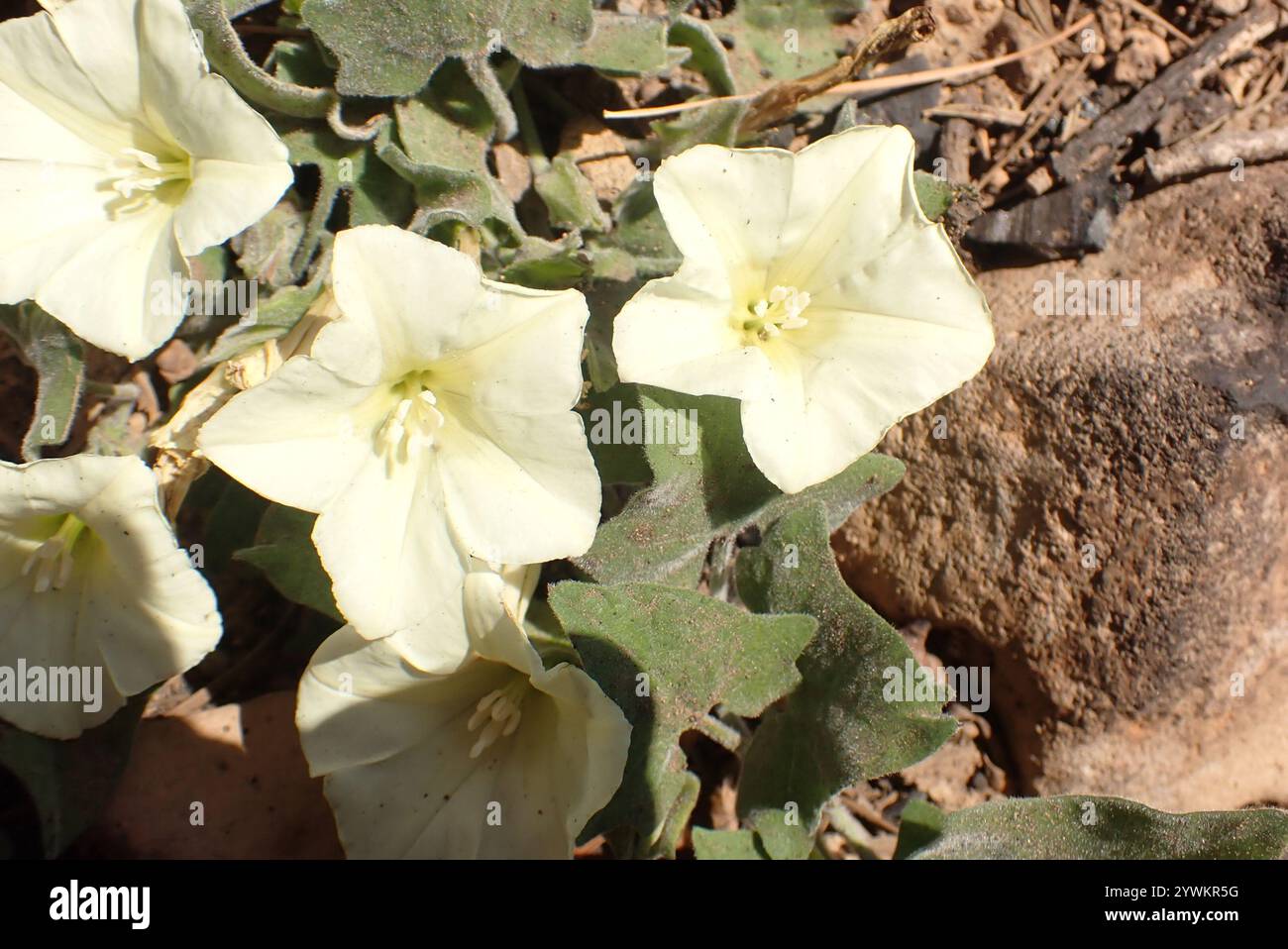 Sierra False Bindweed (Calystegia malacophylla Stock Photo - Alamy