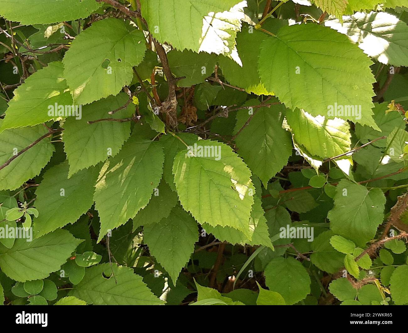 beaked hazelnut (Corylus cornuta Stock Photo - Alamy