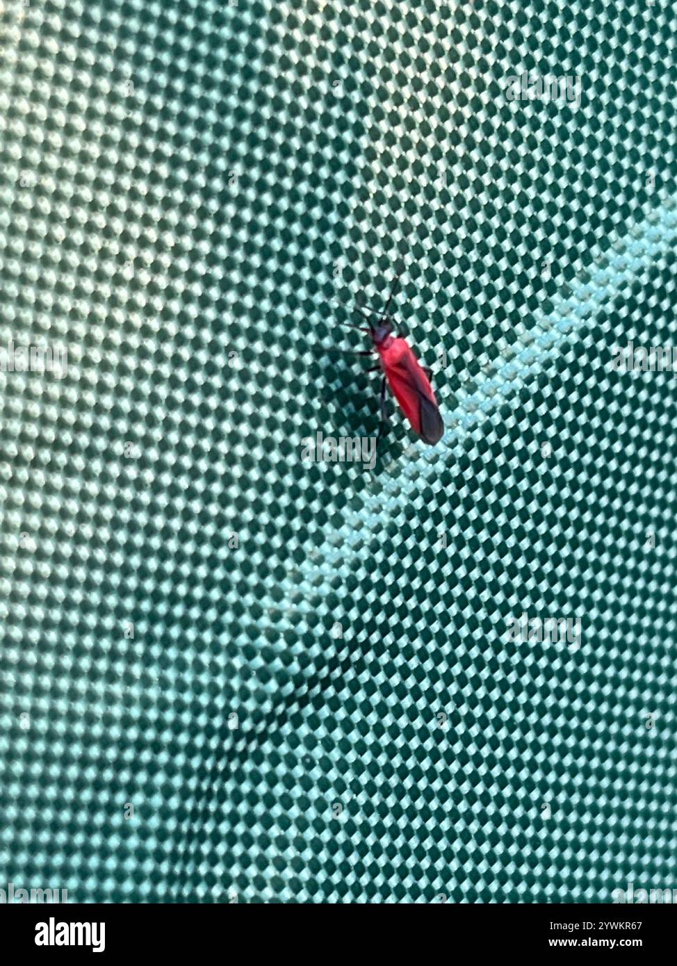 Scarlet Plant Bugs (Lopidea Stock Photo - Alamy