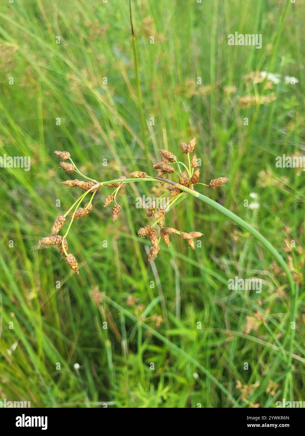 soft-stemmed bulrush (Schoenoplectus tabernaemontani Stock Photo - Alamy