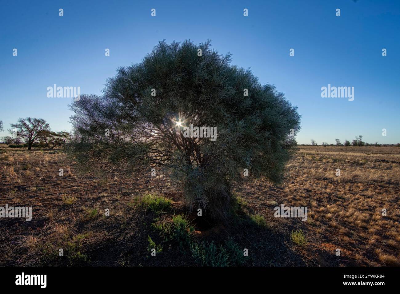 Floraexploration hi-res stock photography and images - Alamy