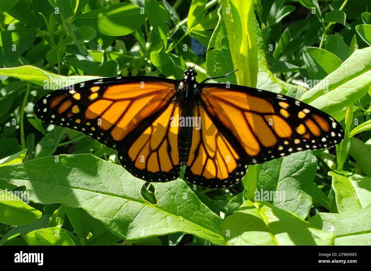 Monarch (Danaus plexippus Stock Photo - Alamy
