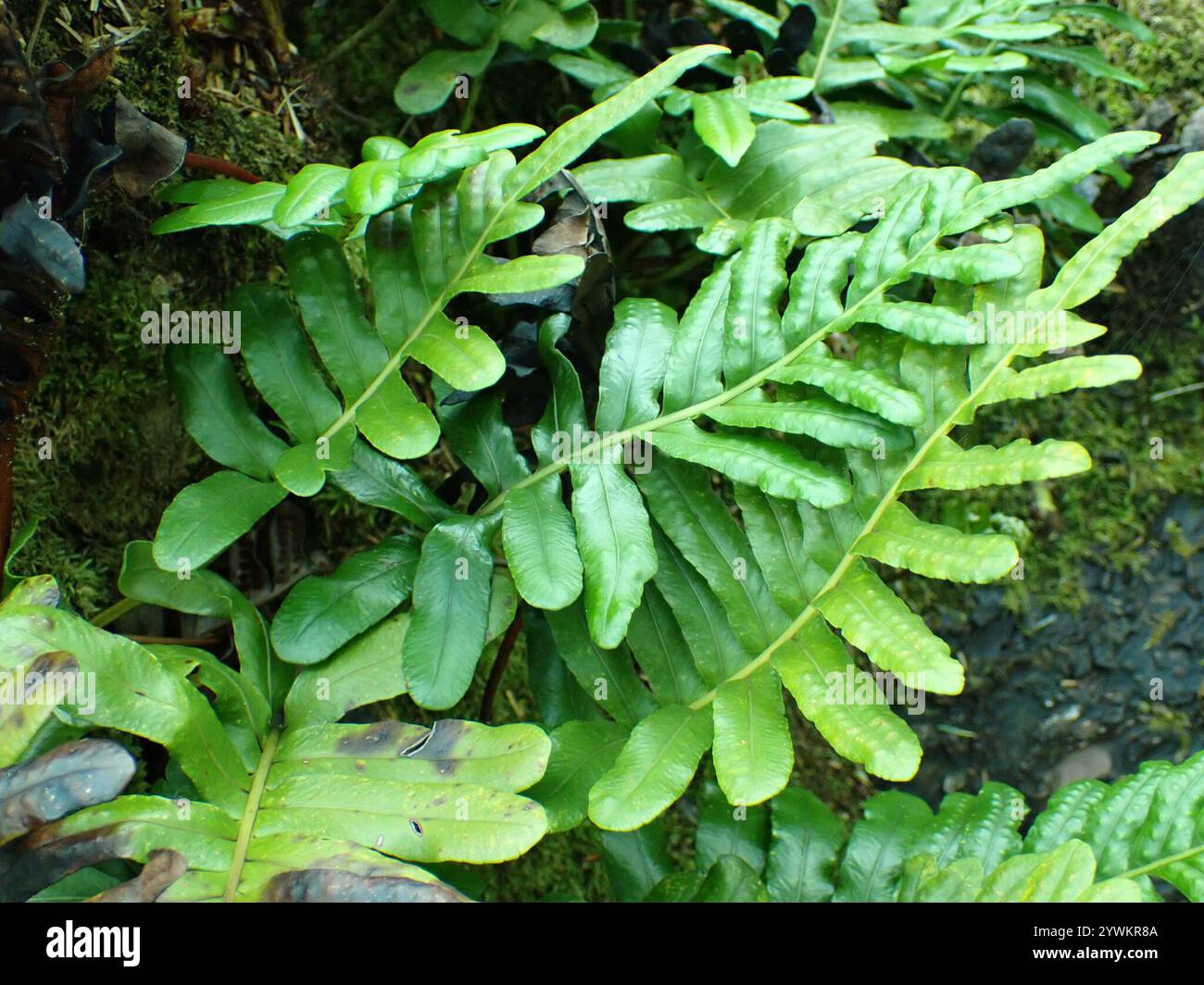 leathery polypody (Polypodium scouleri Stock Photo - Alamy