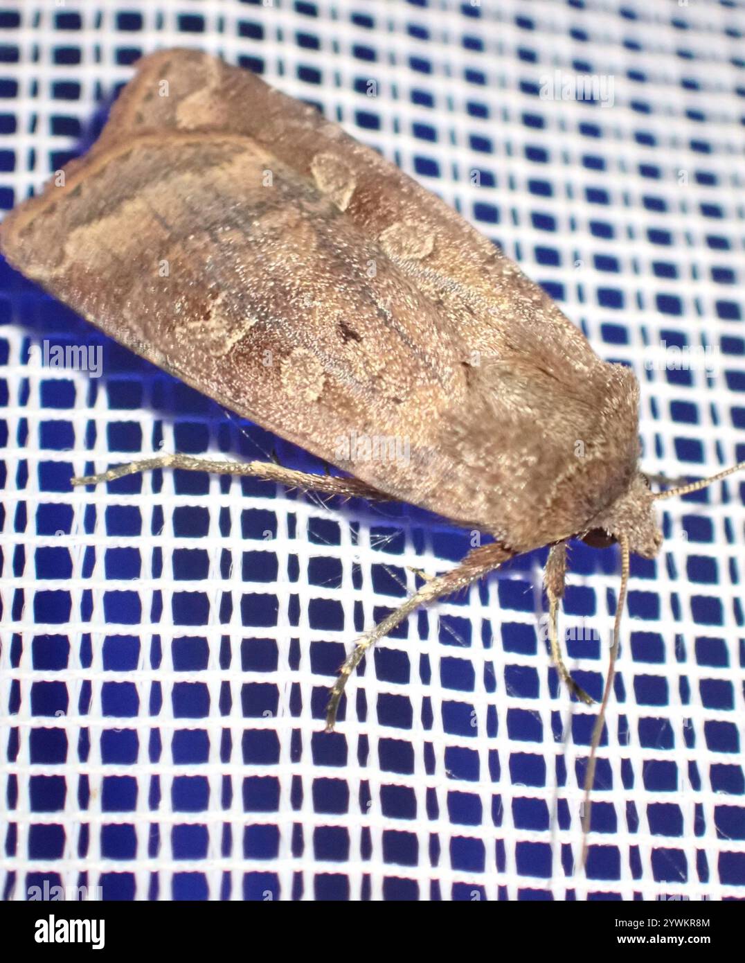 Small Square-spot (Diarsia rubi Stock Photo - Alamy