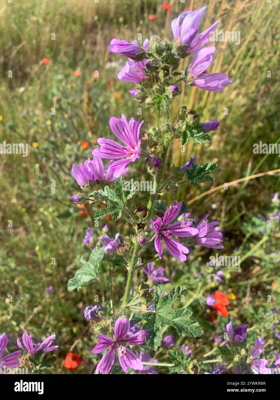 Common Mallow (Malva sylvestris Stock Photo - Alamy