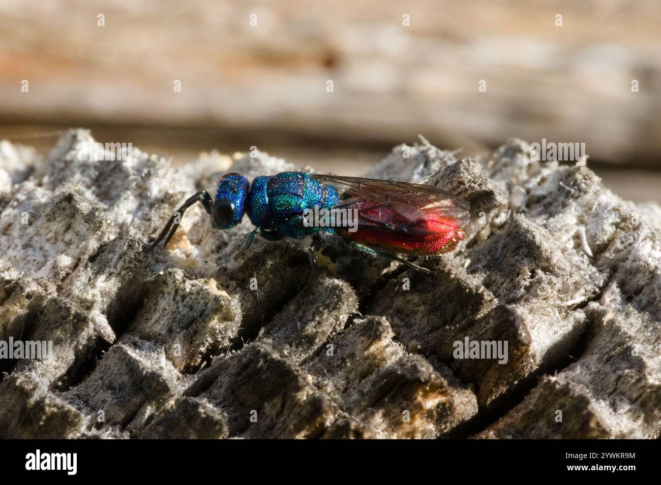 Ruby-tailed Cuckoo Wasps (Chrysis ignita Stock Photo - Alamy