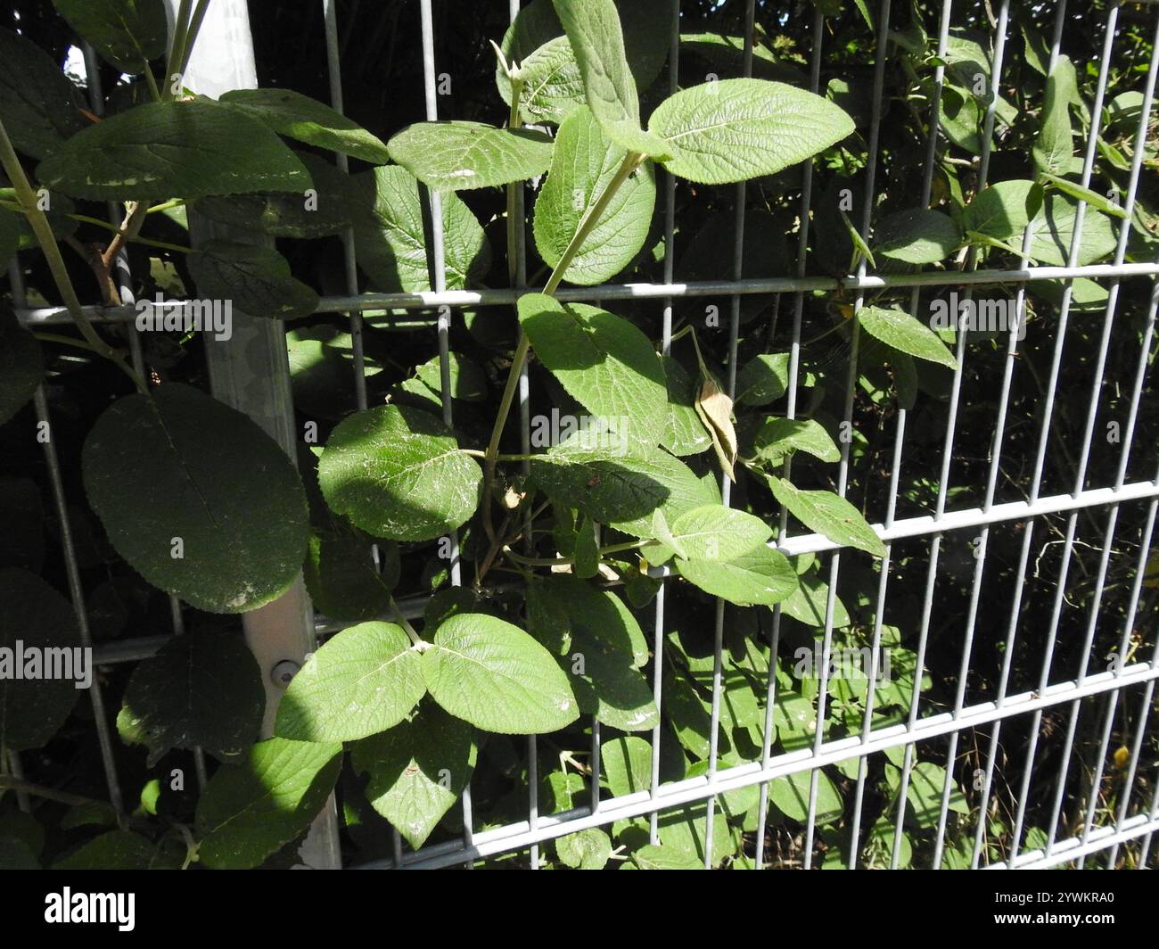 Wayfaring-tree (Viburnum lantana Stock Photo - Alamy