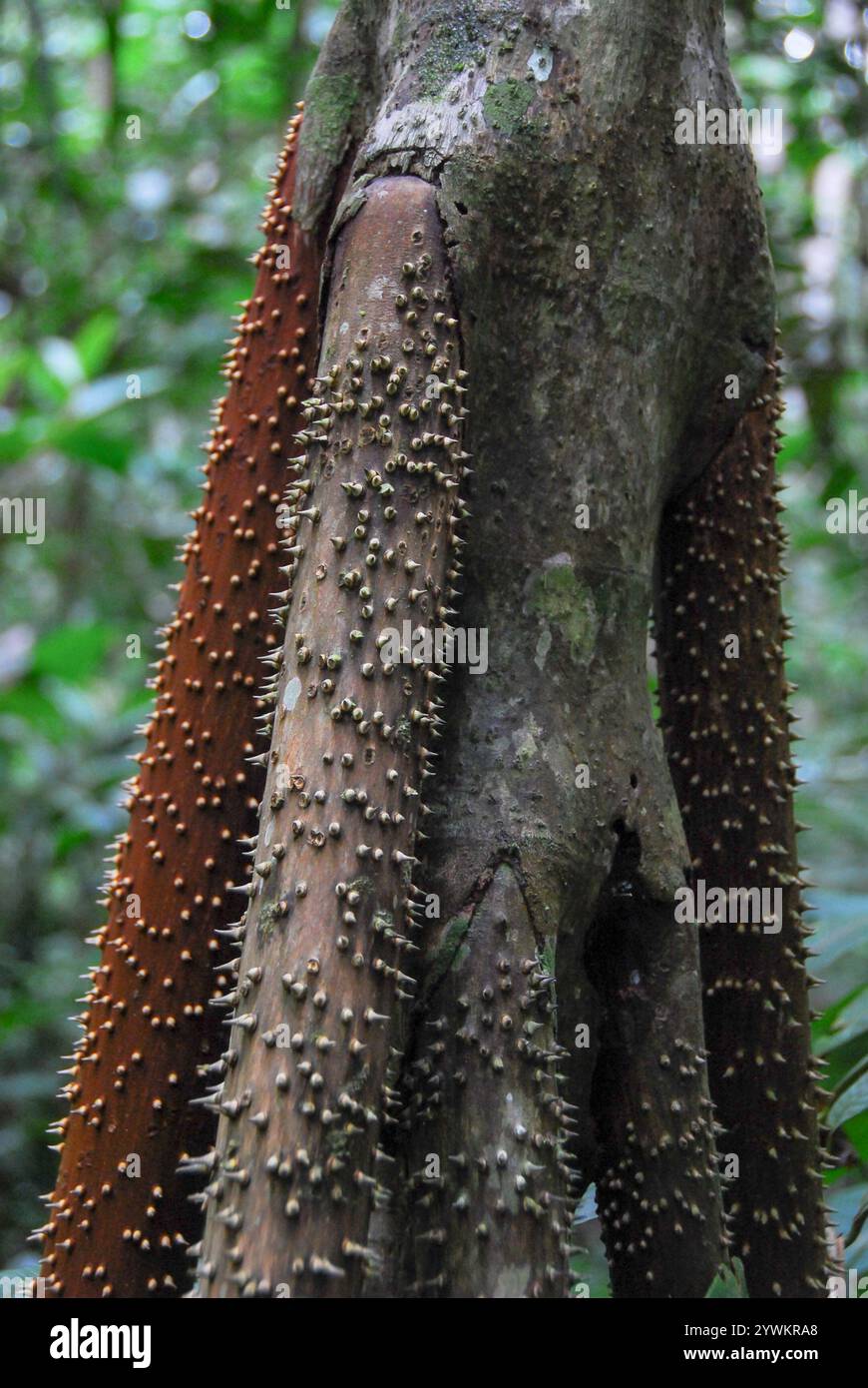 walking palm (Socratea exorrhiza Stock Photo - Alamy