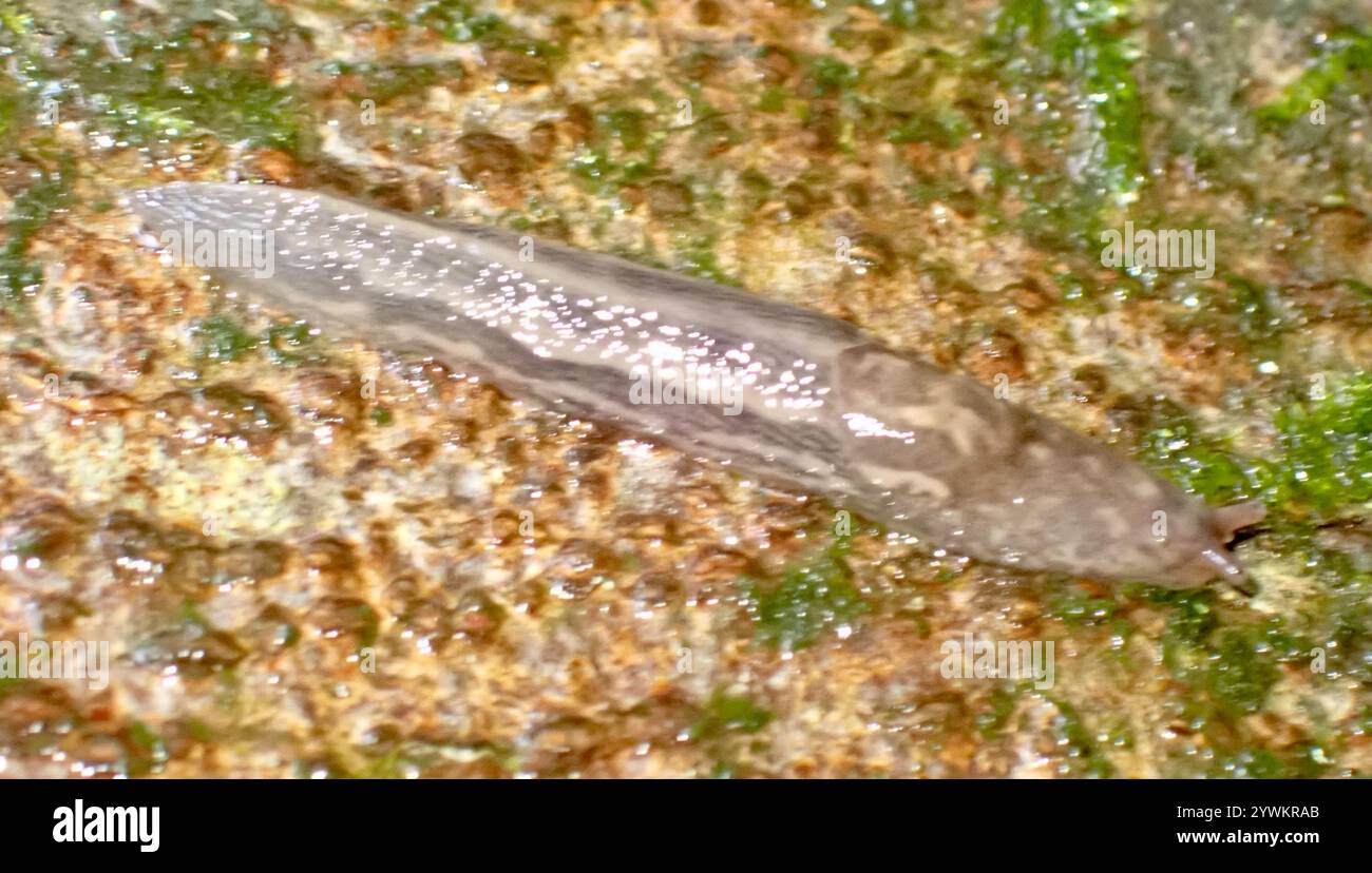 Leopard Slug (Limax maximus Stock Photo - Alamy