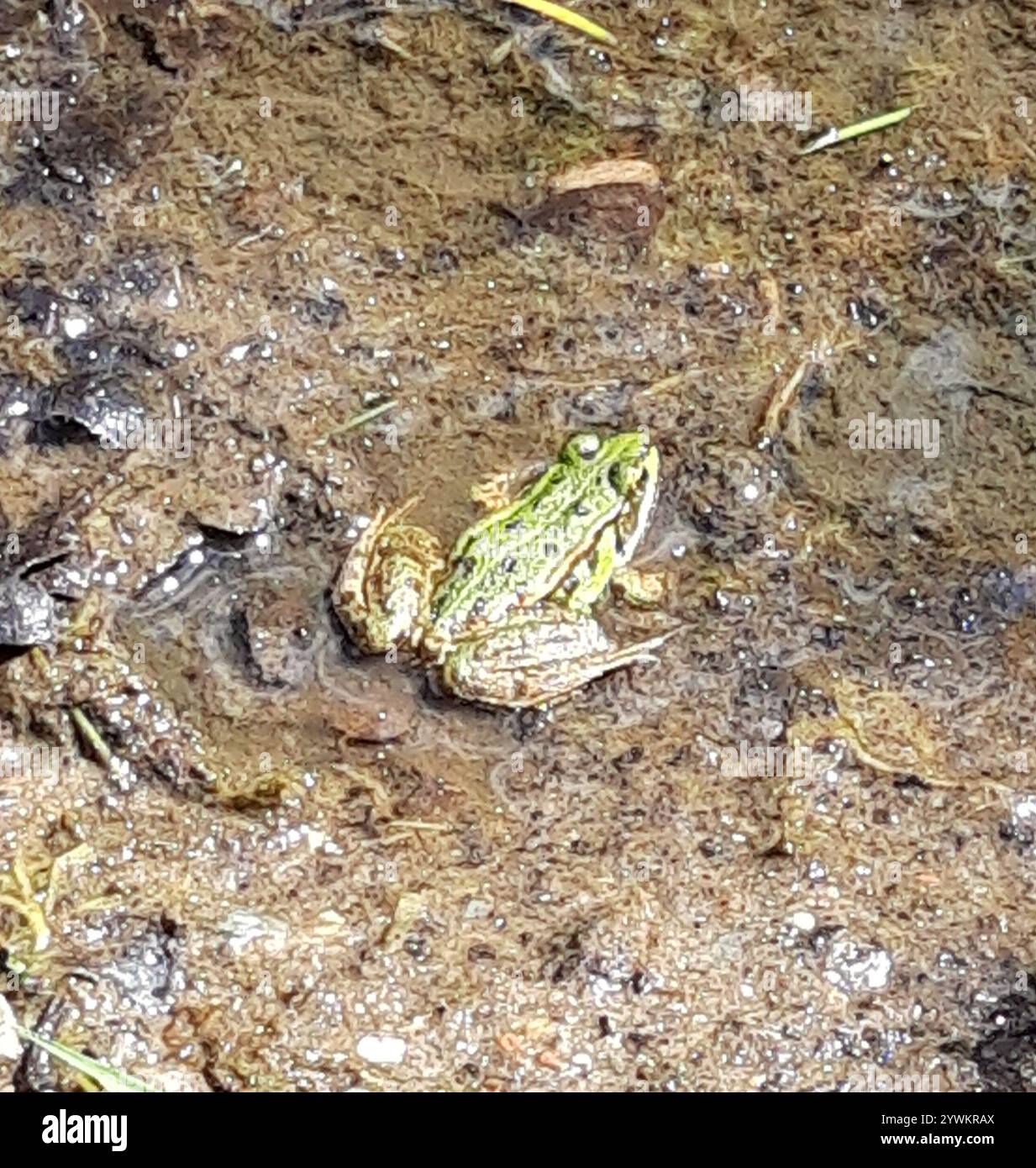 Edible Frog (Pelophylax esculentus Stock Photo - Alamy