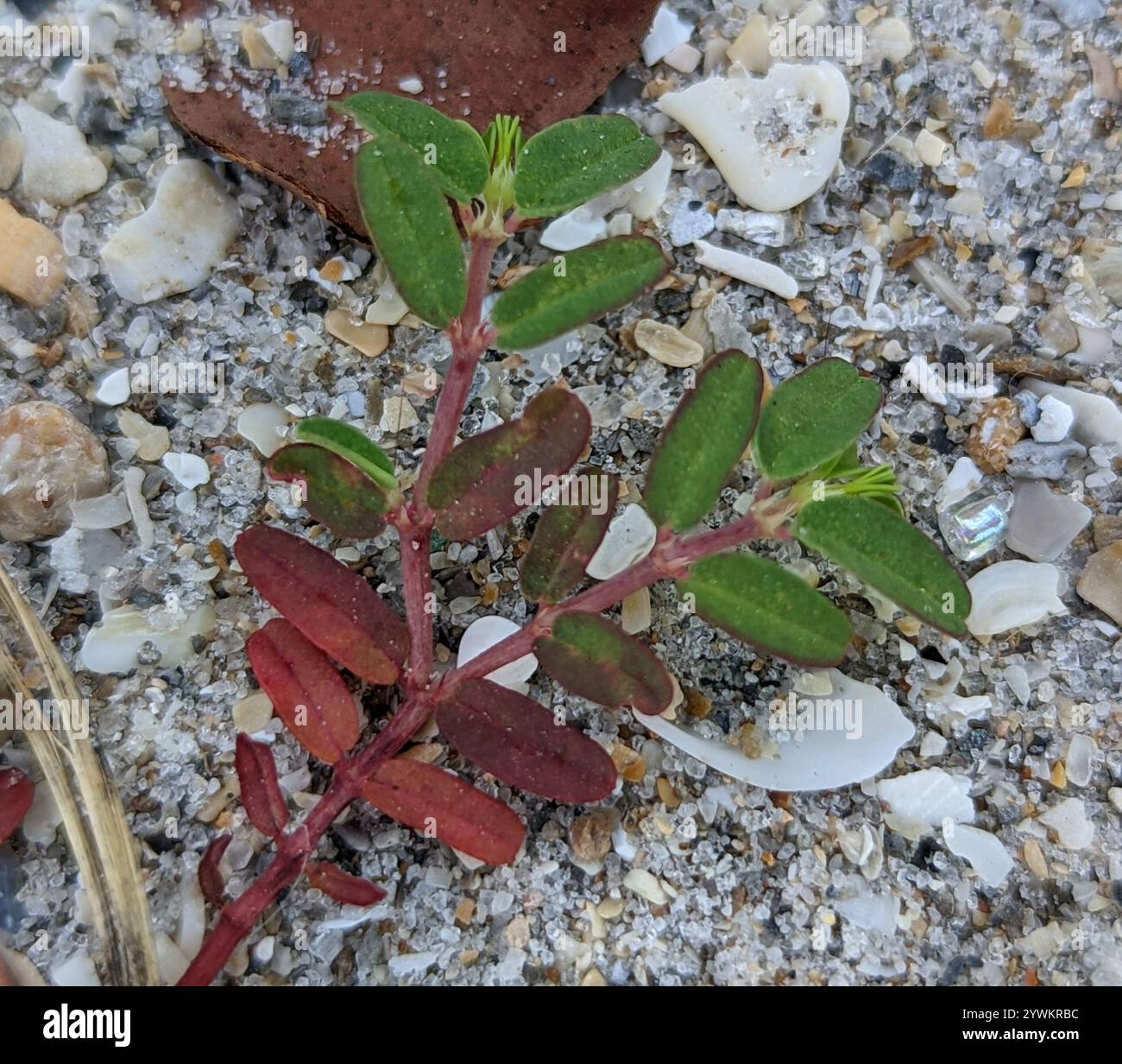 Southern Seaside Spurge (Euphorbia bombensis Stock Photo - Alamy