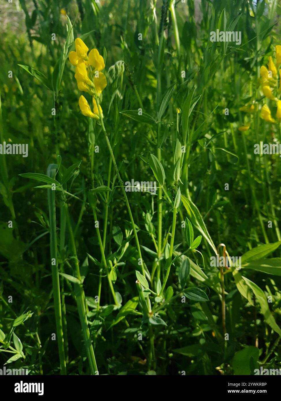 meadow pea (Lathyrus pratensis Stock Photo - Alamy