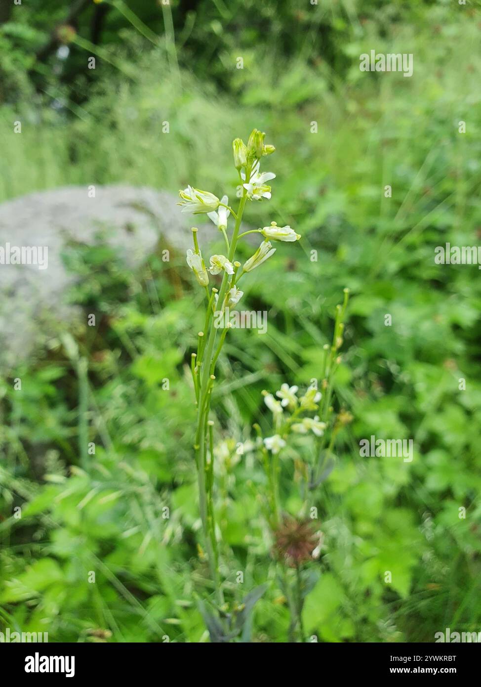 Tower Mustard (Turritis glabra Stock Photo - Alamy