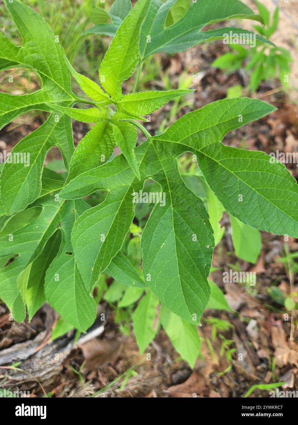 giant ragweed (Ambrosia trifida Stock Photo - Alamy