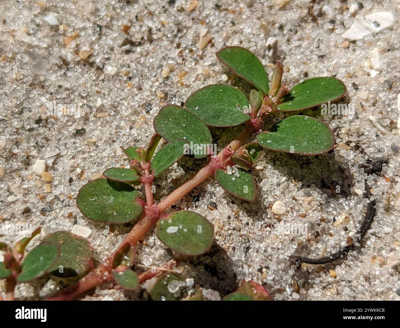 limestone sandmat (Euphorbia blodgettii Stock Photo - Alamy