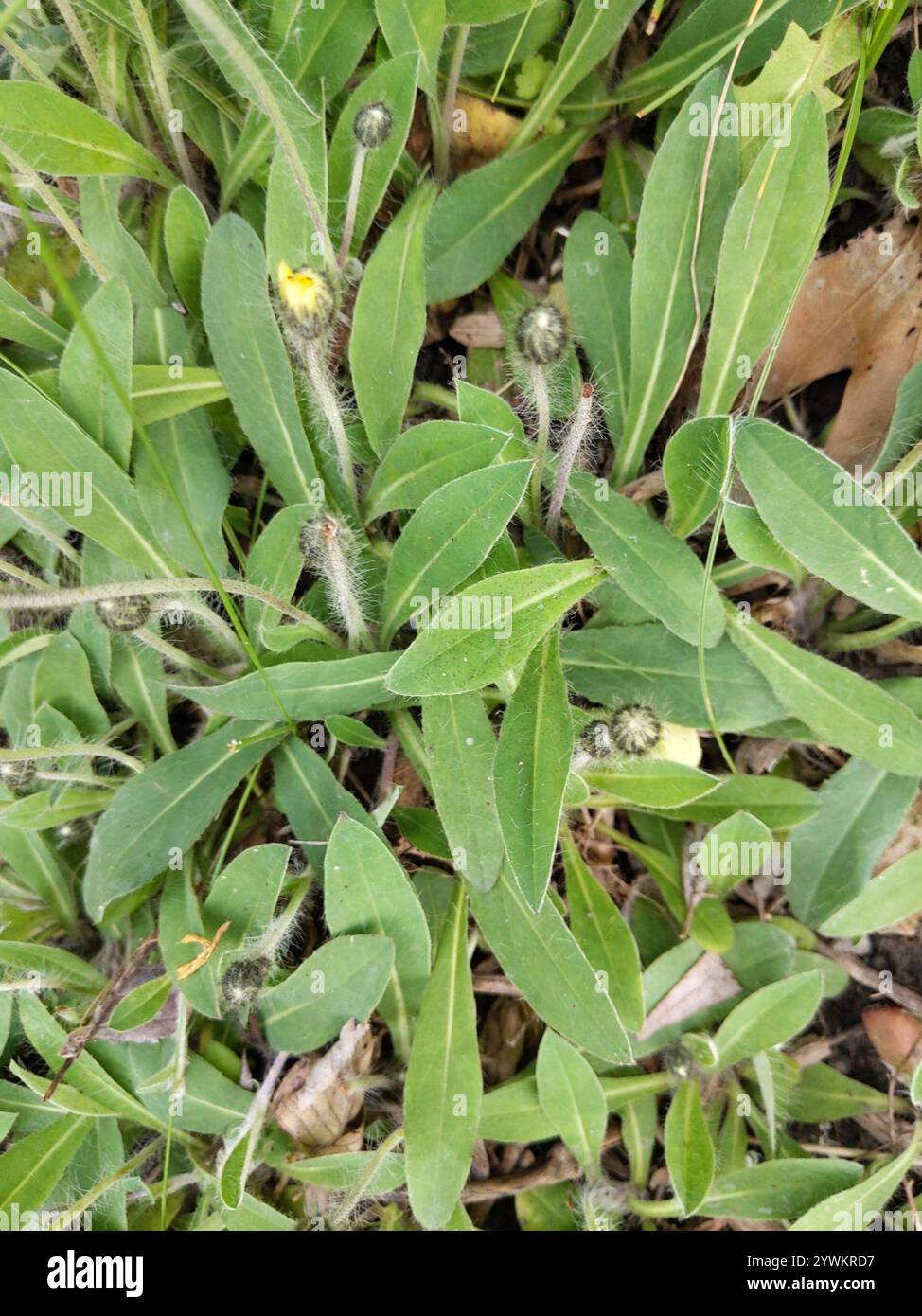 mouse-eared hawkweed (Pilosella officinarum Stock Photo - Alamy