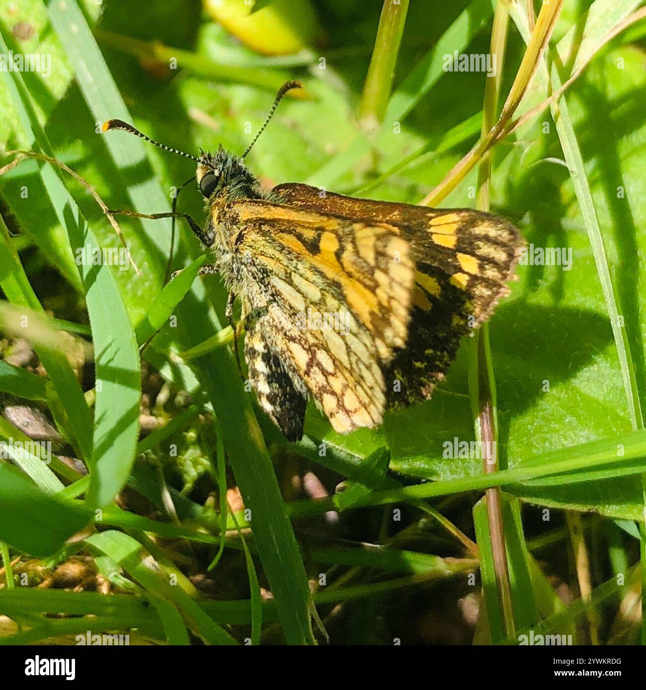 Chequered Skipper (Carterocephalus palaemon Stock Photo - Alamy