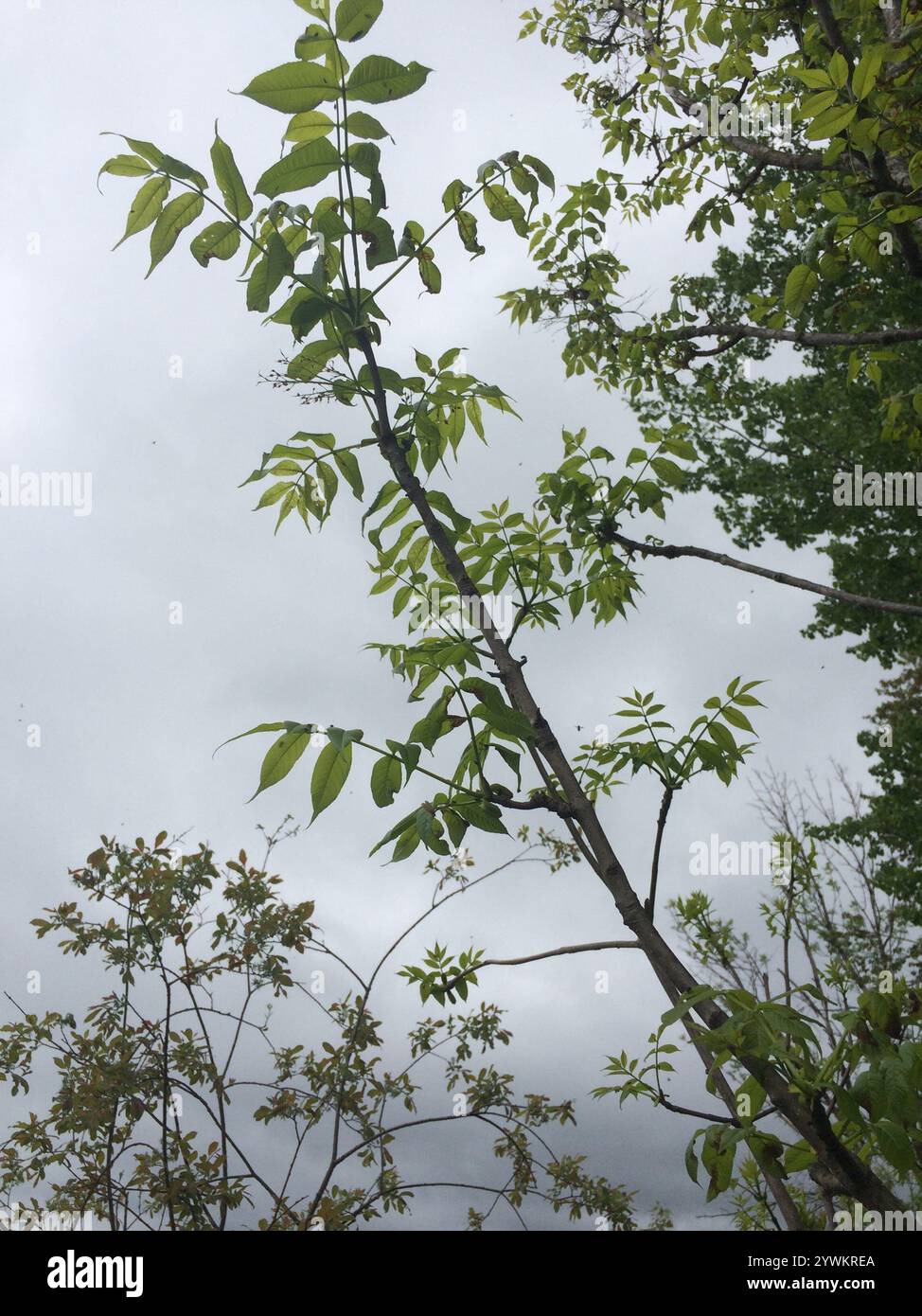 black ash (Fraxinus nigra Stock Photo - Alamy