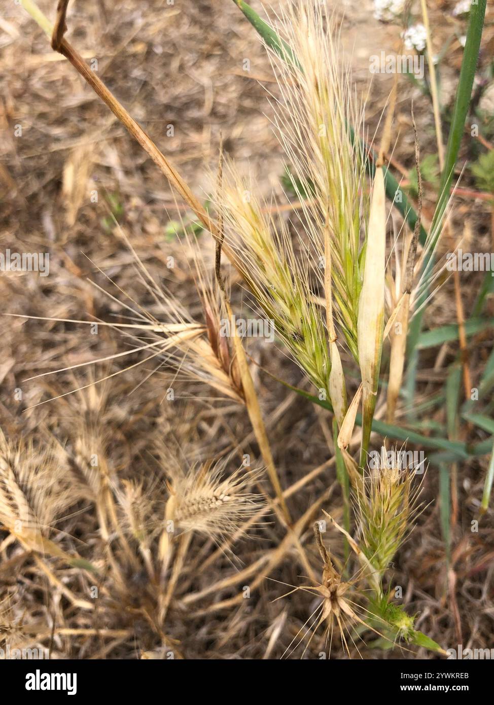 wall barley (Hordeum murinum Stock Photo - Alamy