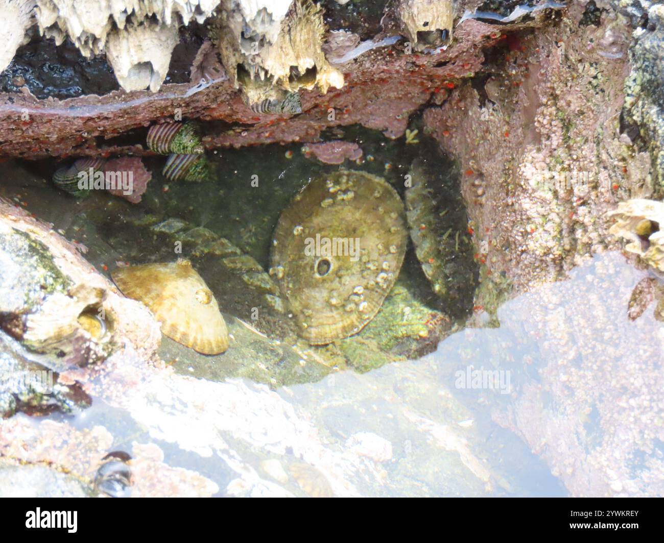 Rough keyhole limpet hi-res stock photography and images - Alamy
