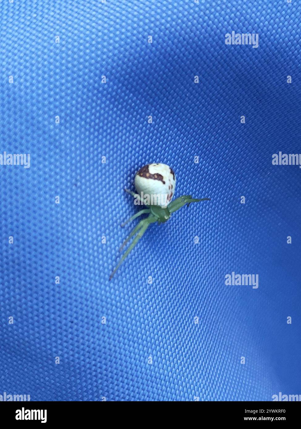 Triangle Crab Spider (Ebrechtella tricuspidata Stock Photo - Alamy