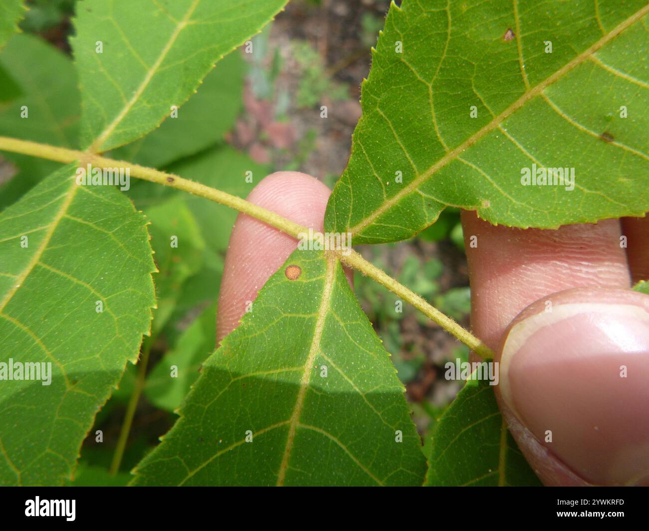sand hickory (Carya pallida Stock Photo - Alamy