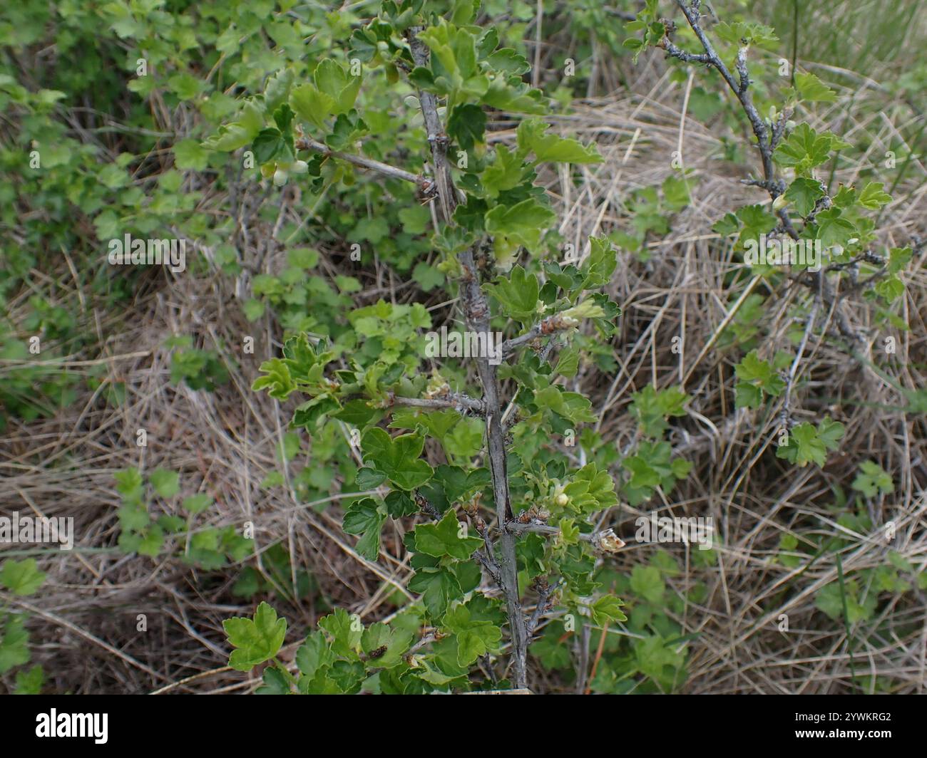 Canadian gooseberry (Ribes oxyacanthoides Stock Photo - Alamy