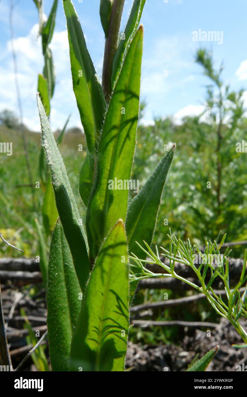 littlepod false flax (Camelina microcarpa Stock Photo - Alamy