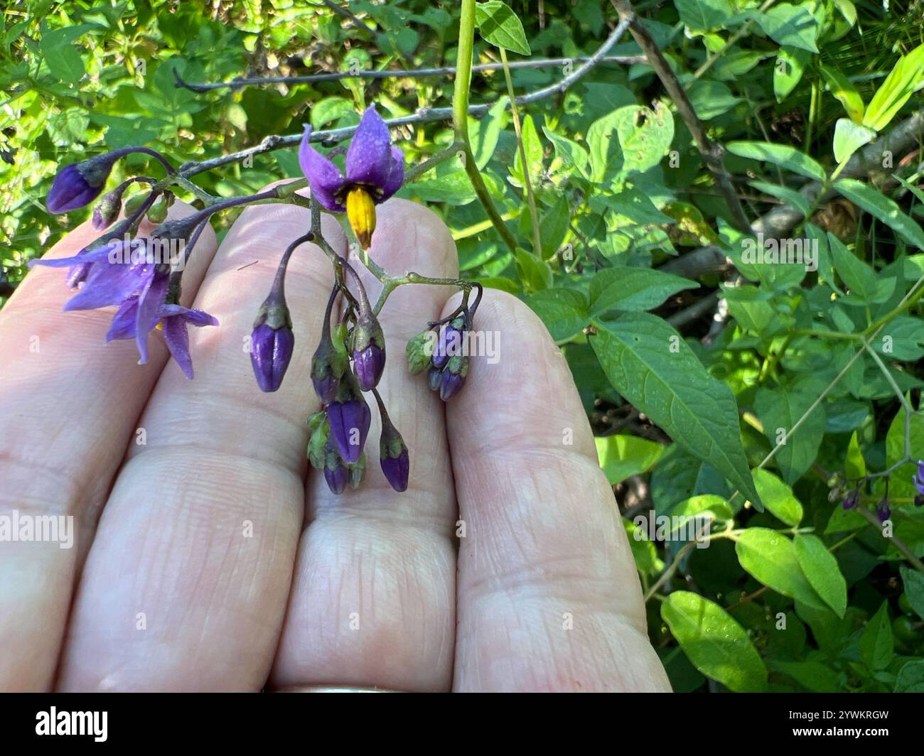 bittersweet nightshade (Solanum dulcamara Stock Photo - Alamy