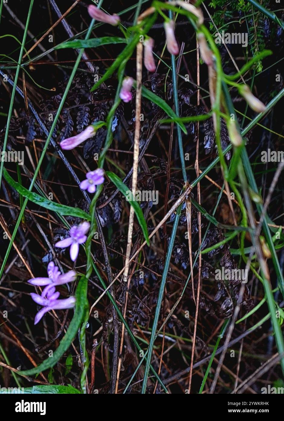 Bush Baroe (Cyphia sylvatica Stock Photo - Alamy