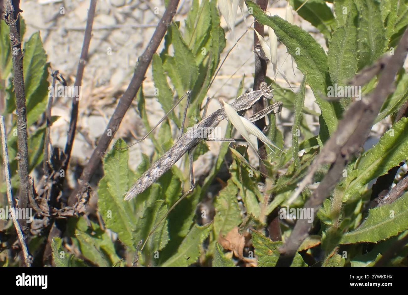 Balkan Ground Mantis (Rivetina balcanica Stock Photo - Alamy