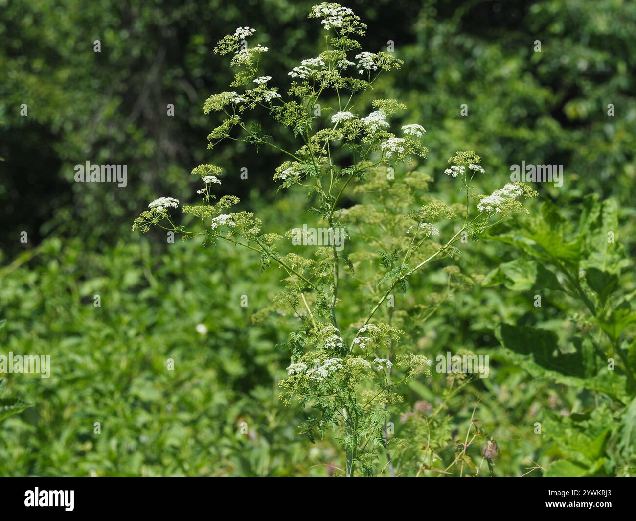 poison hemlock (Conium maculatum Stock Photo - Alamy