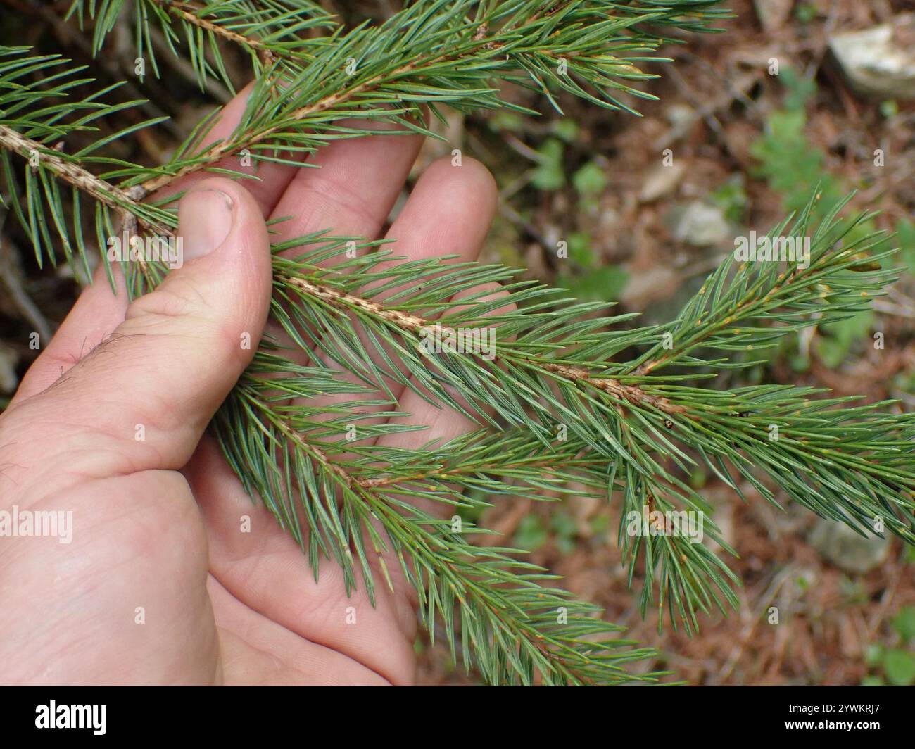 Picea engelmann picea engelmannii hi-res stock photography and images ...
