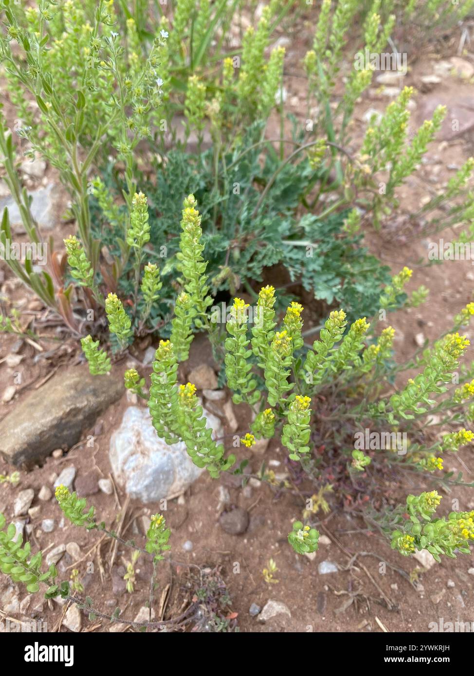 desert madwort (Alyssum desertorum Stock Photo - Alamy