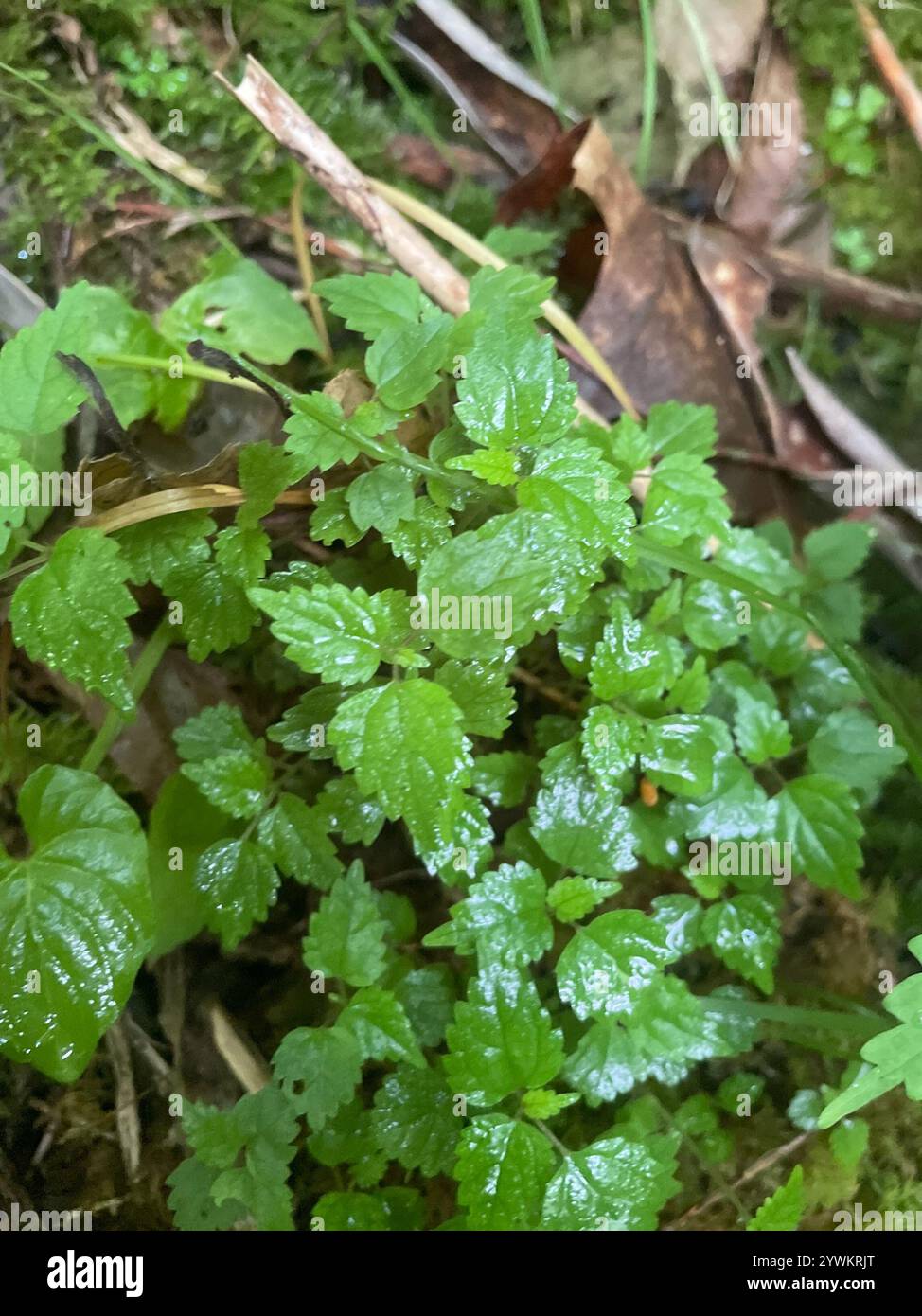 Canada clearweed (Pilea pumila Stock Photo - Alamy