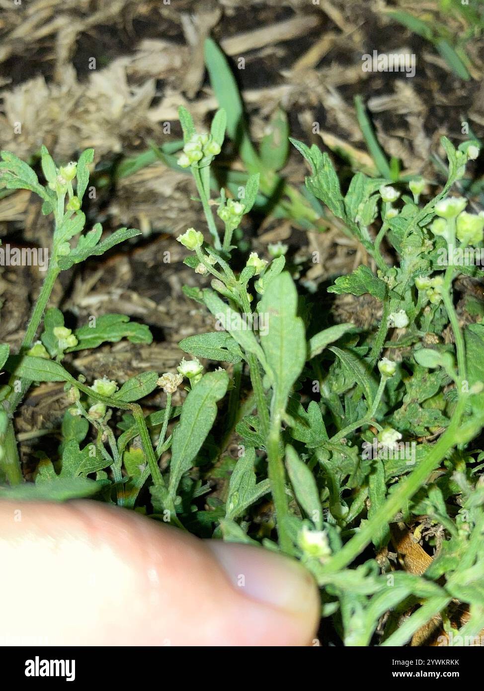 Santa Maria feverfew (Parthenium hysterophorus Stock Photo - Alamy