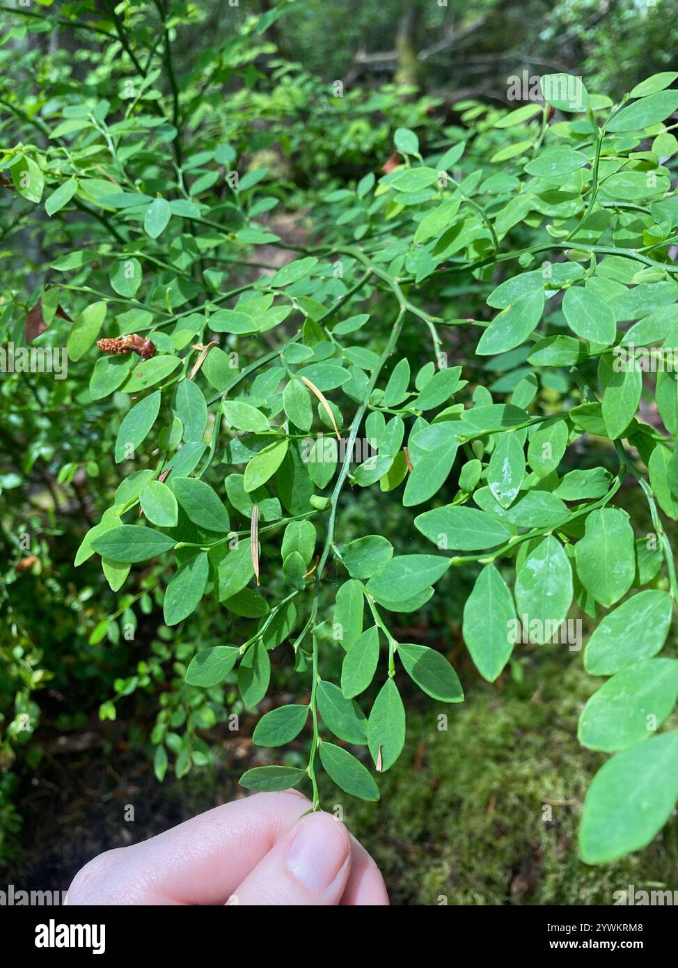 Red Huckleberry (Vaccinium parvifolium Stock Photo - Alamy