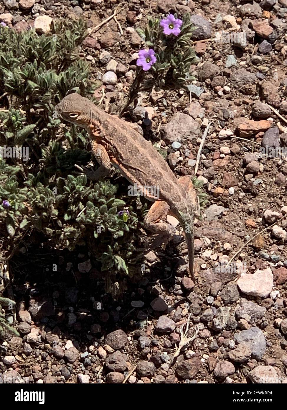 Western Earless Lizard (Holbrookia maculata Stock Photo - Alamy