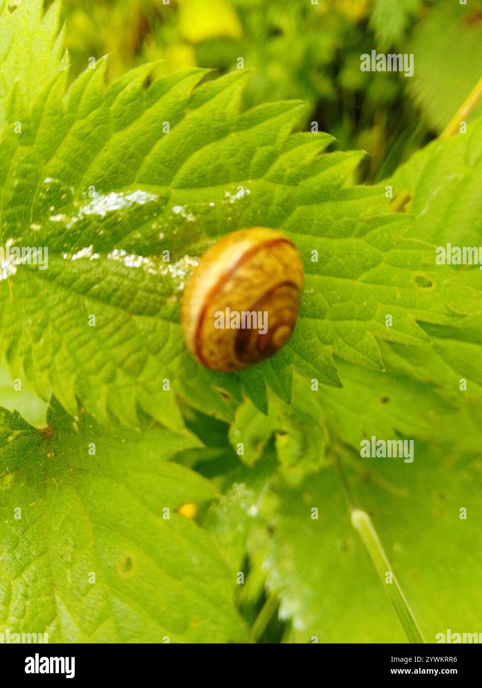 Copse Snail (Arianta arbustorum Stock Photo - Alamy