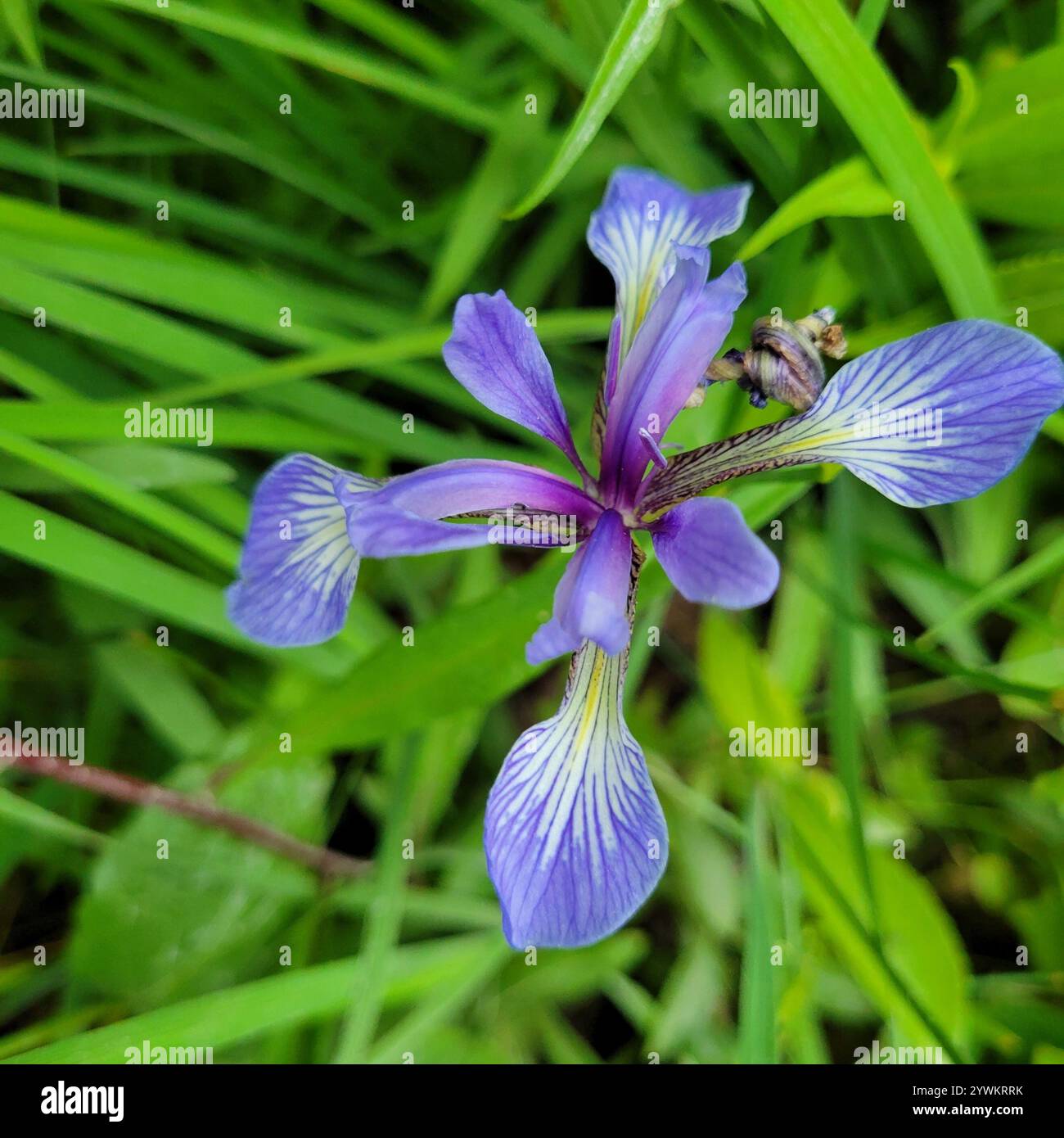 northern blue flag (Iris versicolor Stock Photo - Alamy
