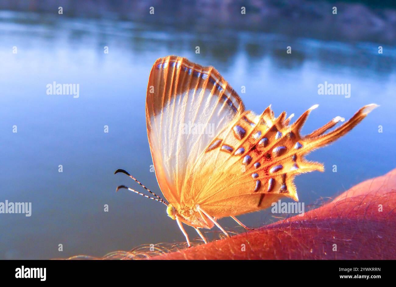 Helicopis hi-res stock photography and images - Alamy