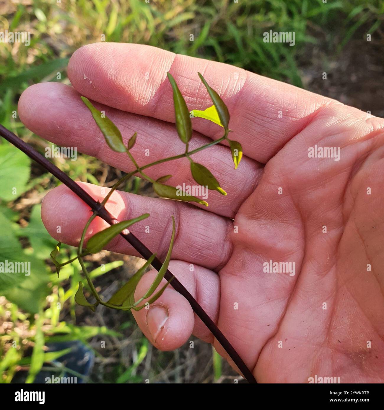 Wonga wonga vine hi-res stock photography and images - Alamy