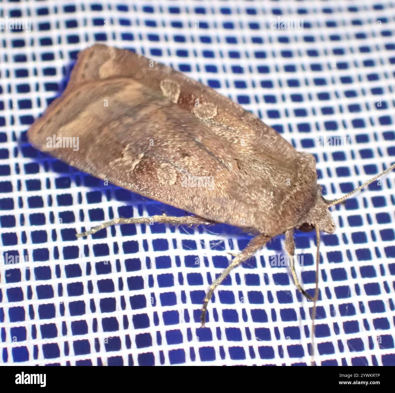 Small Square-spot (Diarsia rubi Stock Photo - Alamy