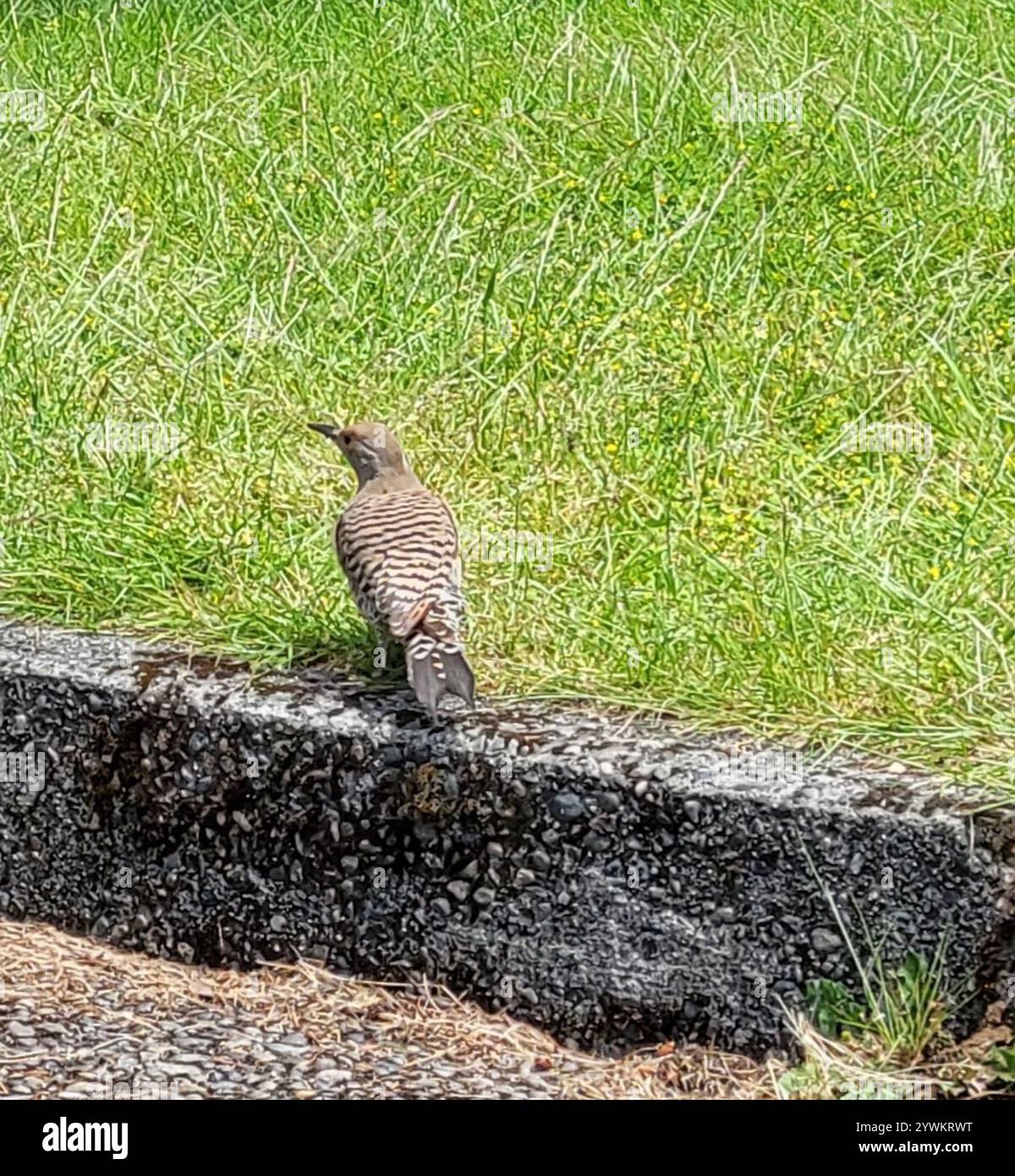 Northern Flicker (Colaptes auratus Stock Photo - Alamy