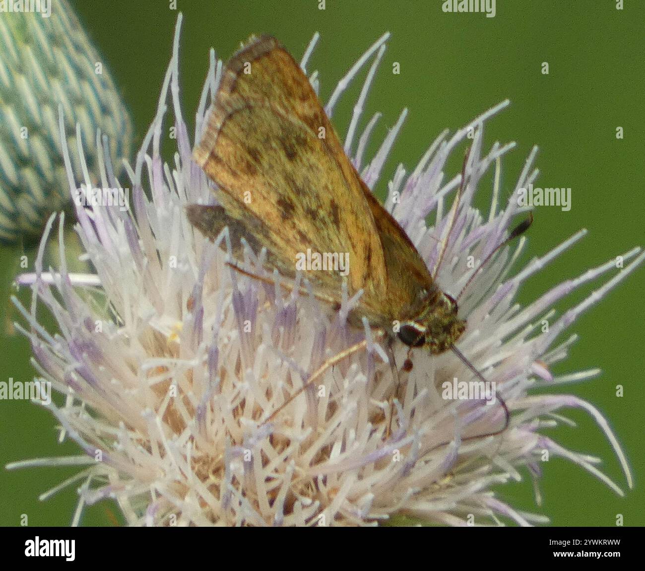 Whirlabout (Polites vibex Stock Photo - Alamy