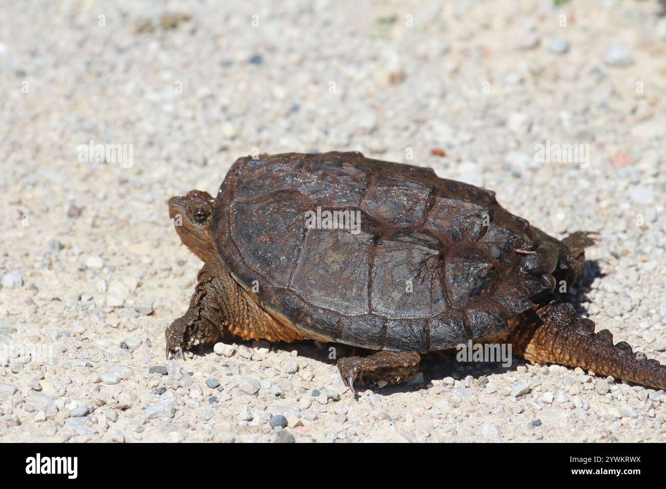 Common Snapping Turtle (Chelydra serpentina Stock Photo - Alamy