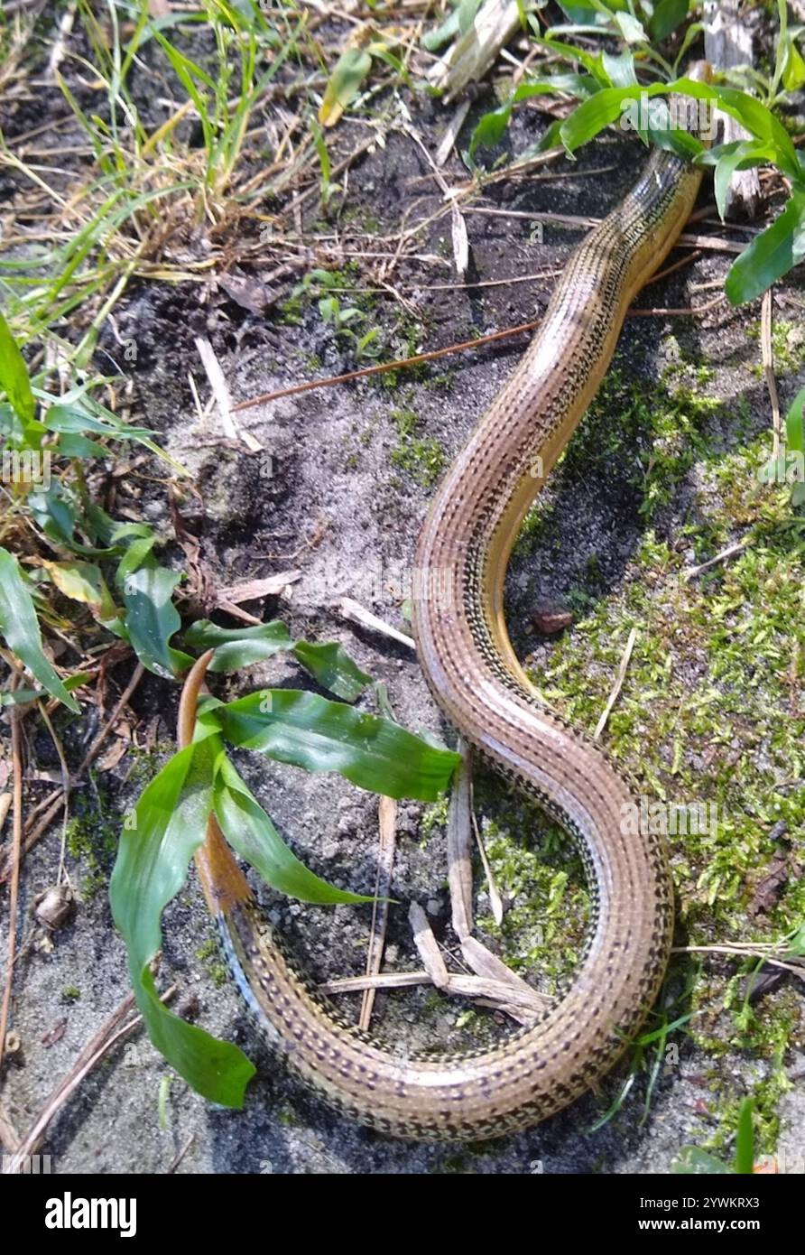 Eastern Glass Lizard (Ophisaurus ventralis Stock Photo - Alamy