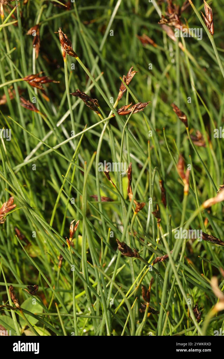 Many-stalked Spike-rush (Eleocharis multicaulis Stock Photo - Alamy