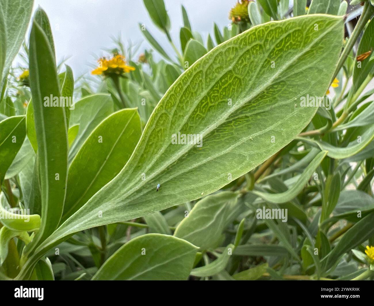 sea ox-eye (Borrichia frutescens Stock Photo - Alamy