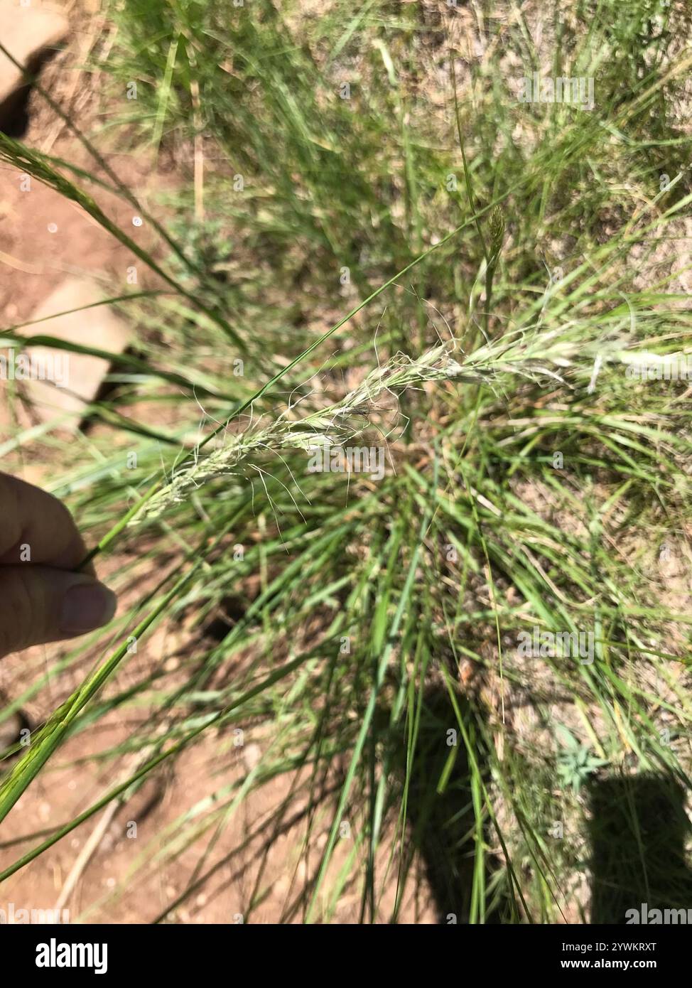 green needlegrass (Nassella viridula Stock Photo - Alamy